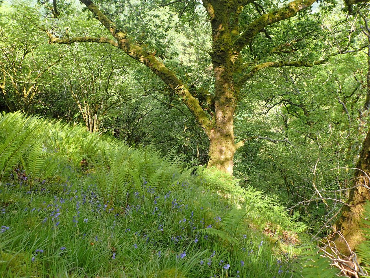 Restoring native woodlands from millennia of goats - QUADRAT