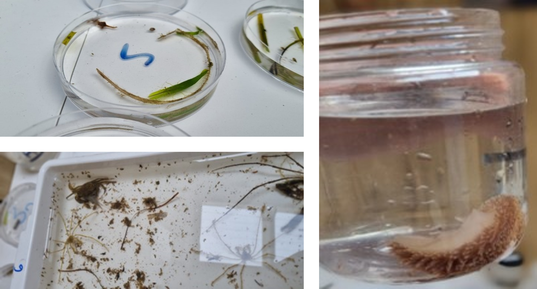 Establishing DNA barcode reference libraries for biomonitoring and ...